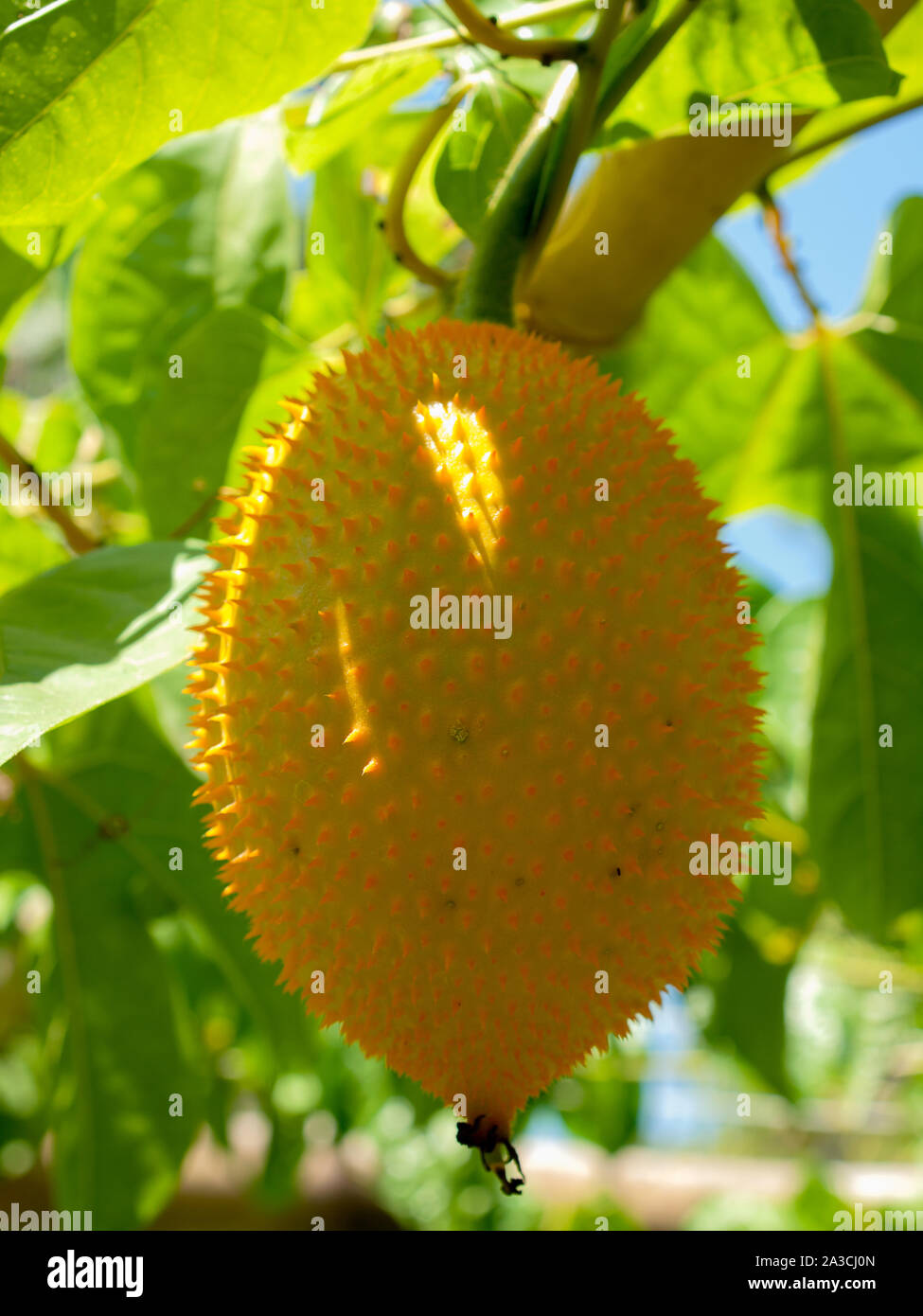 fruit (Momordica cochinchinensis) has been used as food and medicine ...