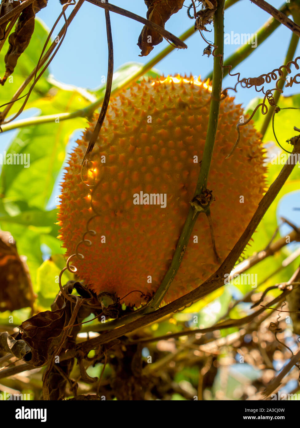 Momordica cochinchinensis hi-res stock photography and images - Alamy