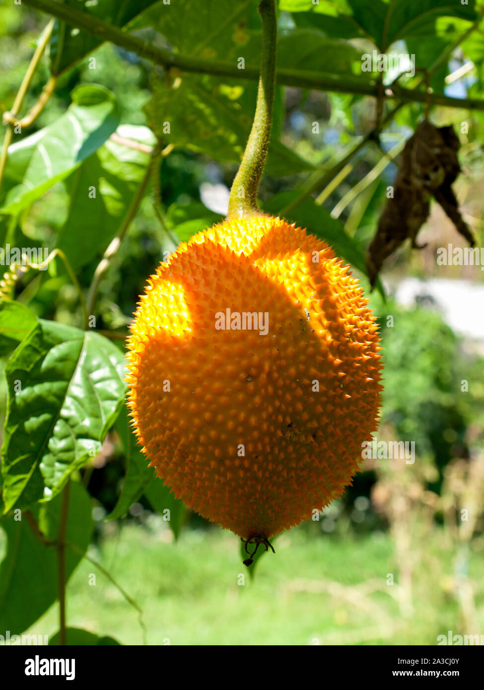 Momordica cochinchinensis fruit , cultivated in Southeast Asian and ...