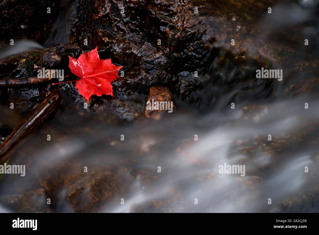 Colorful Canadian Red Maple Leaf in Waterfall Stock Photo - Alamy