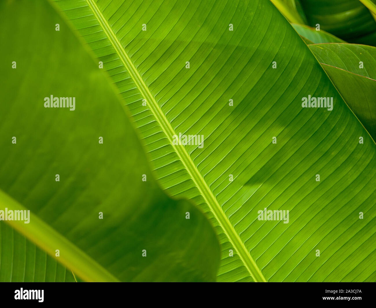 Leaf surface macro hi-res stock photography and images - Alamy