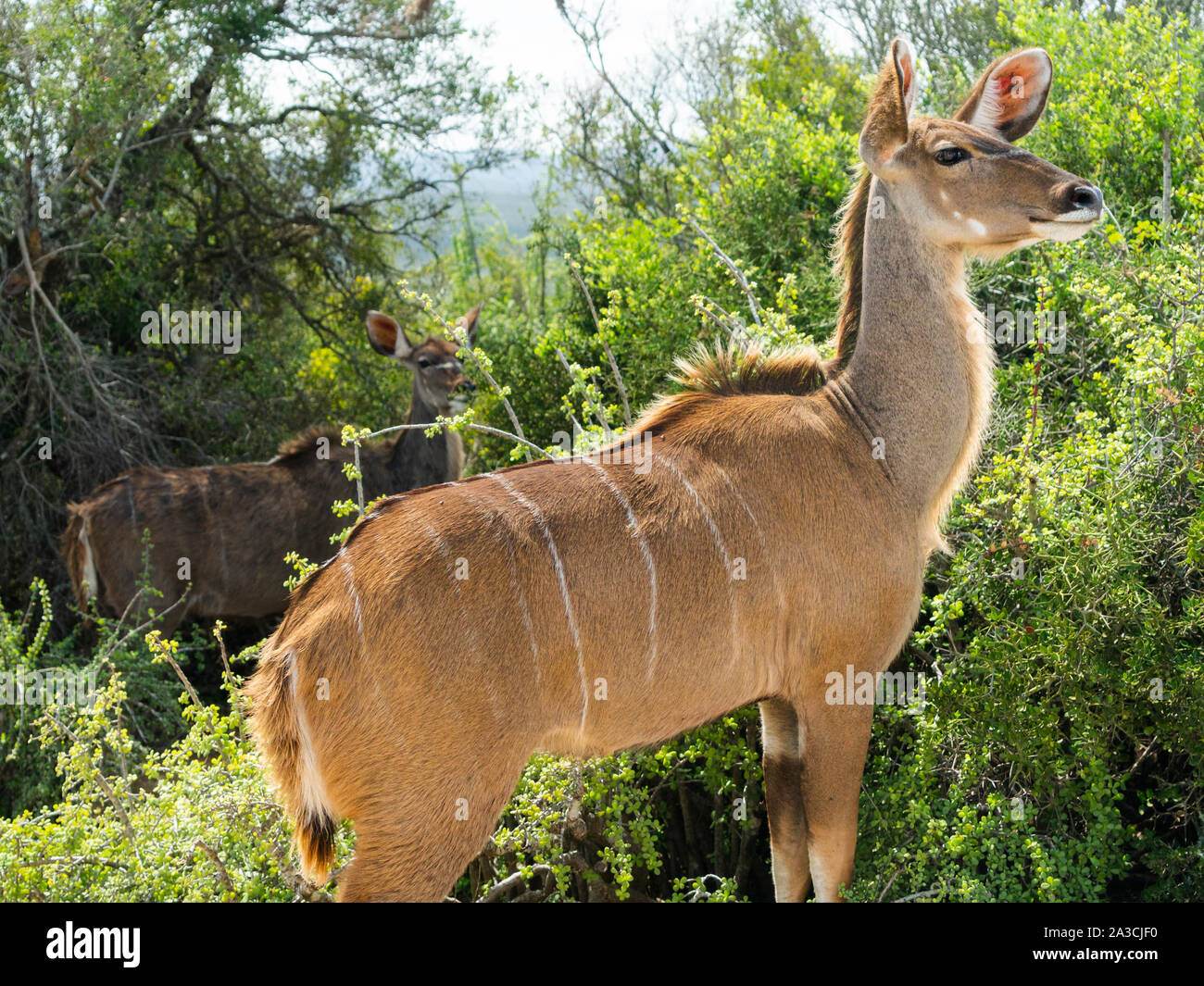 Antelope close up on safari in south Africa Stock Photo - Alamy