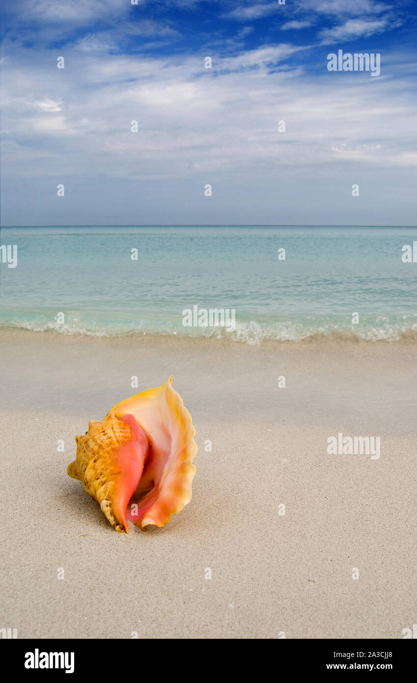 Sea shell on a Tropical Beach Stock Photo - Alamy