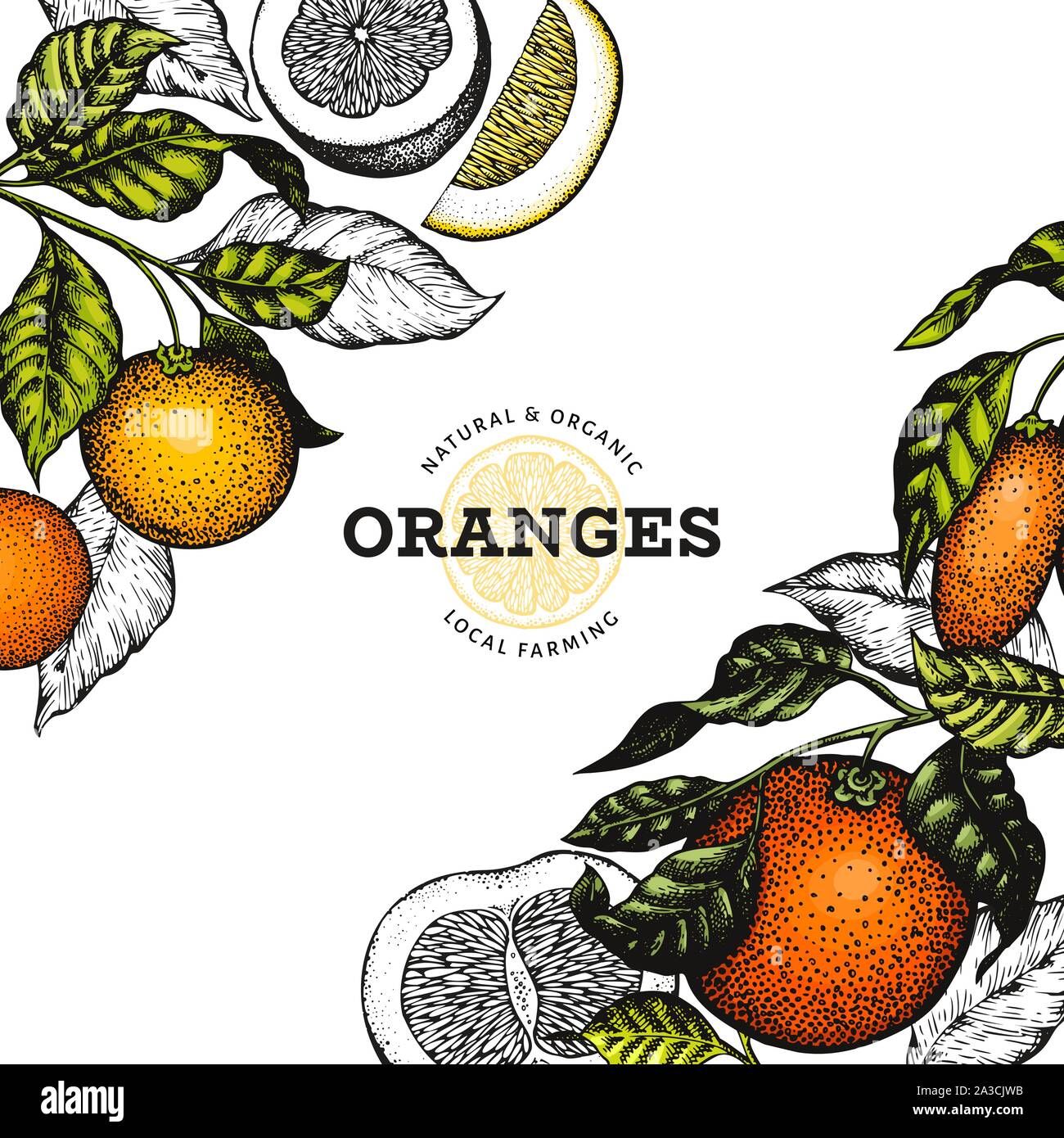 Citrus design template. Hand drawn vector colour fruit illustration ...