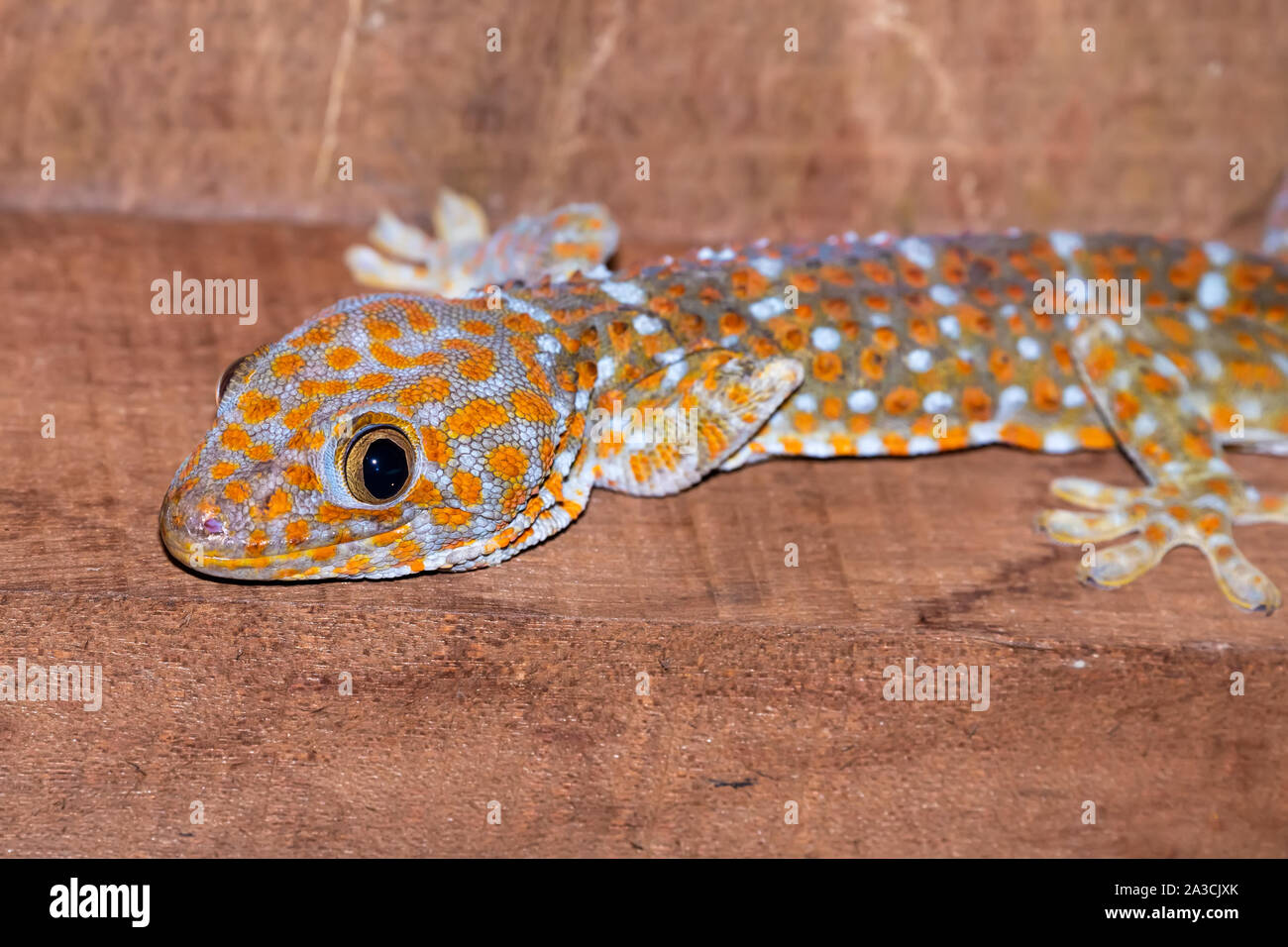 Spotted Tokay gecko hidden under a roof at night, Thailand Stock Photo ...
