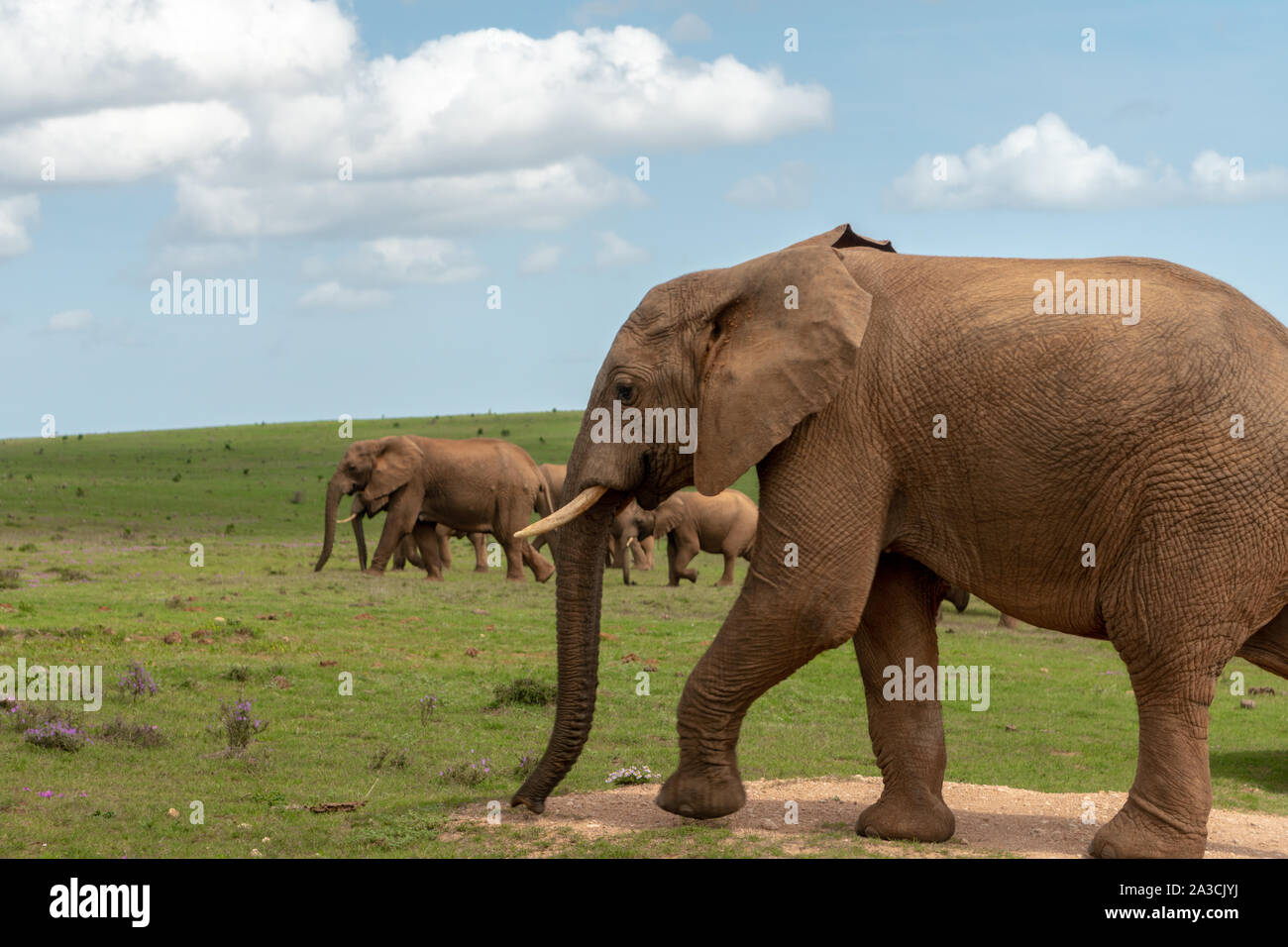 Elephant and family in South Africa Stock Photo - Alamy