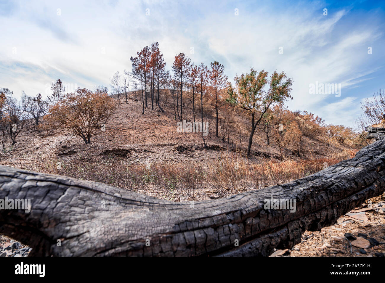 Recovering after the forest fire hi-res stock photography and images ...
