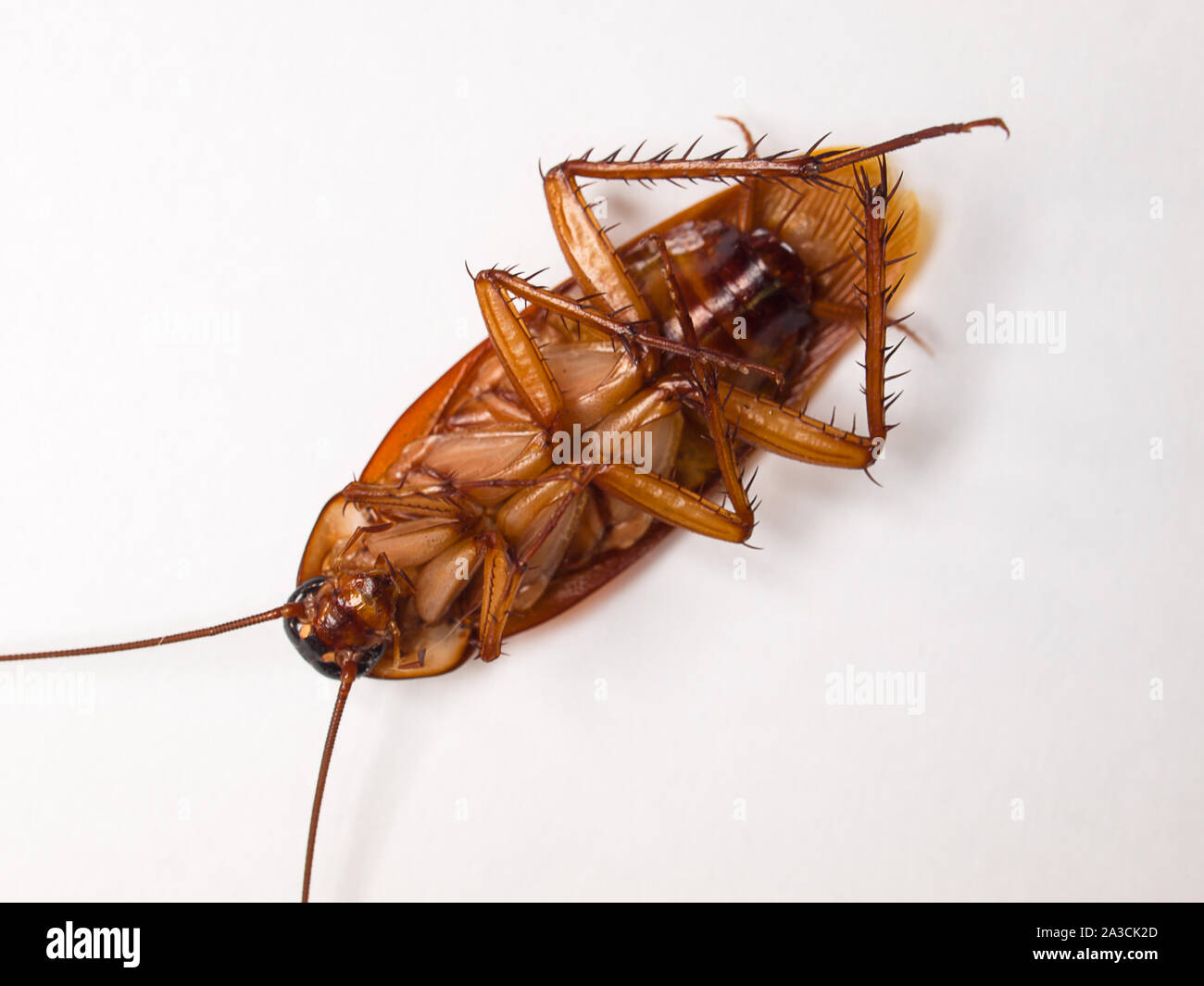 Cockroaches infestation hi-res stock photography and images - Alamy
