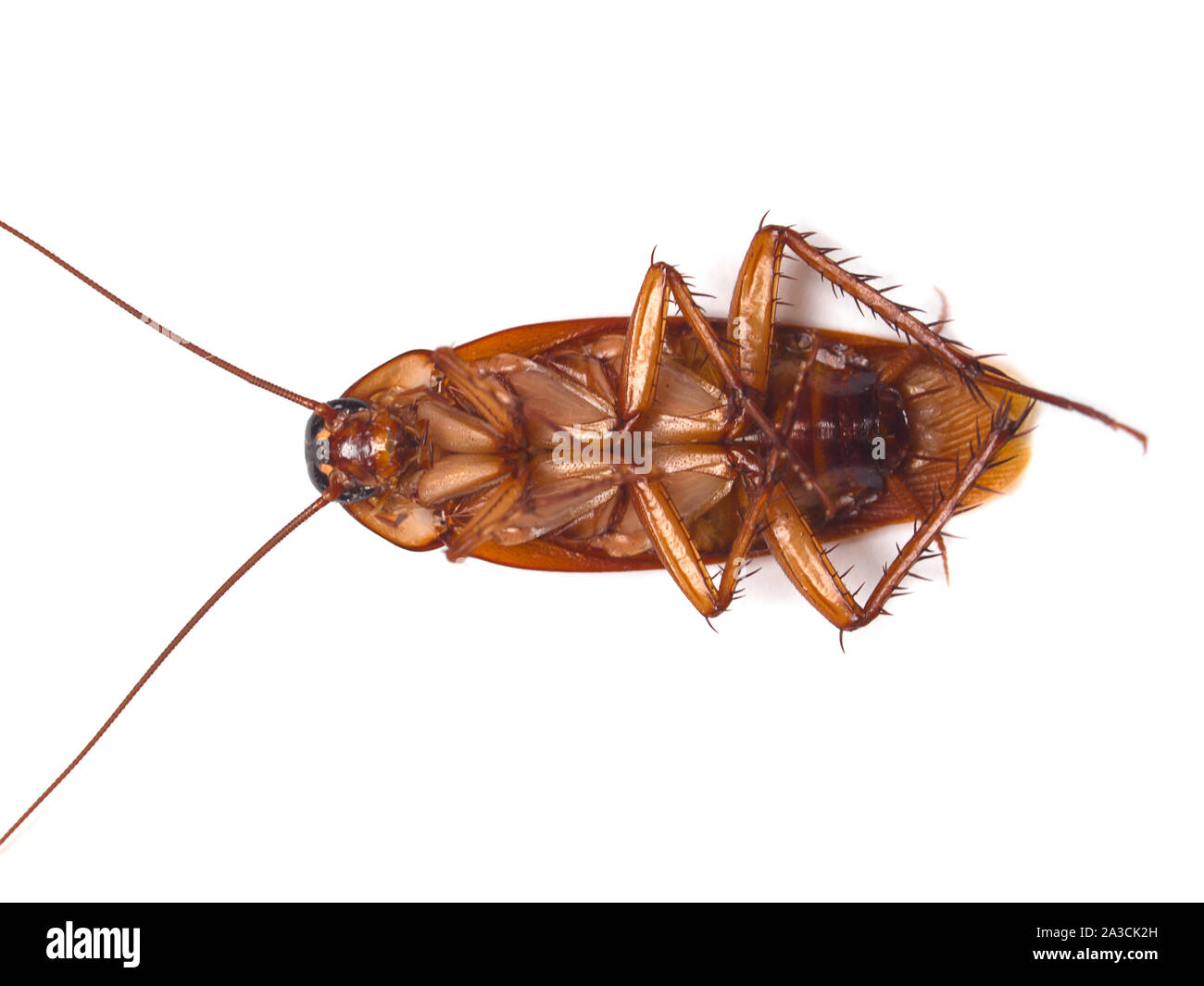 Cockroaches infestation hi-res stock photography and images - Alamy