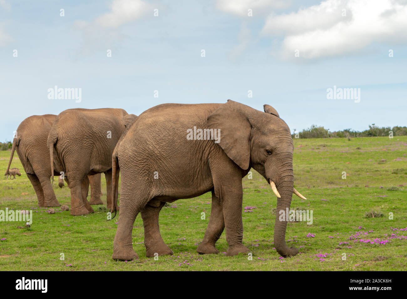 Elephant and family in South Africa Stock Photo - Alamy