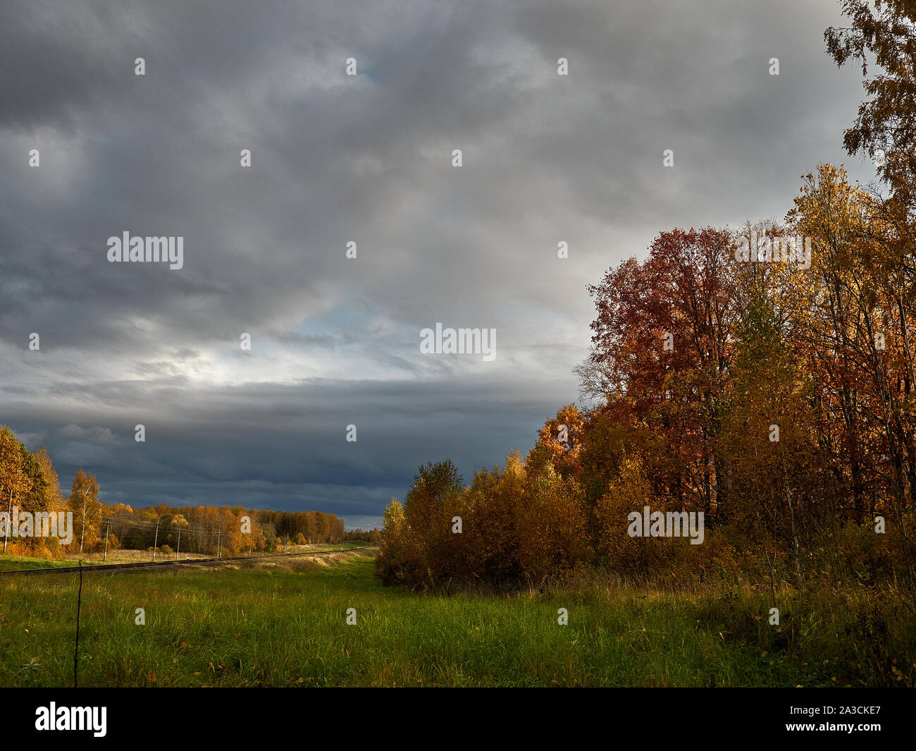 The outskirts of a yellowed forest against a bright blue autumn sky ...