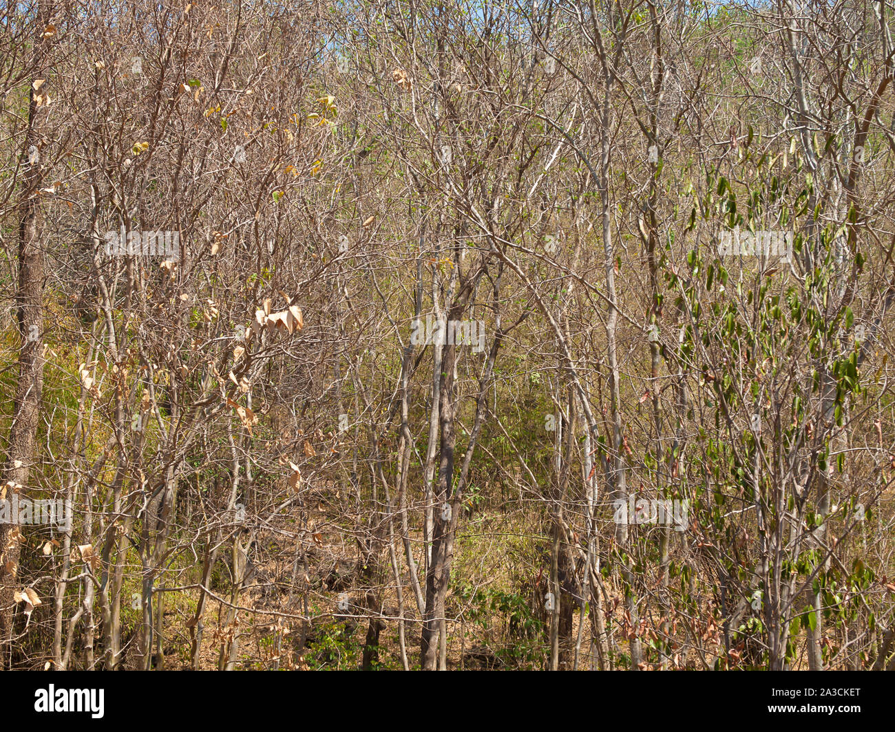 Dry tree branches hi-res stock photography and images - Alamy