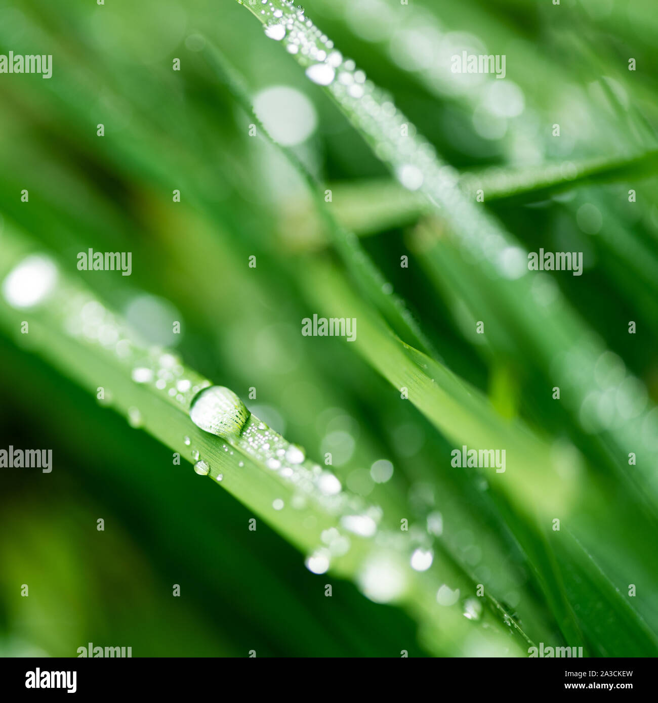 Close-up water drops after rain on green grass. Soft focus. Macrography ...