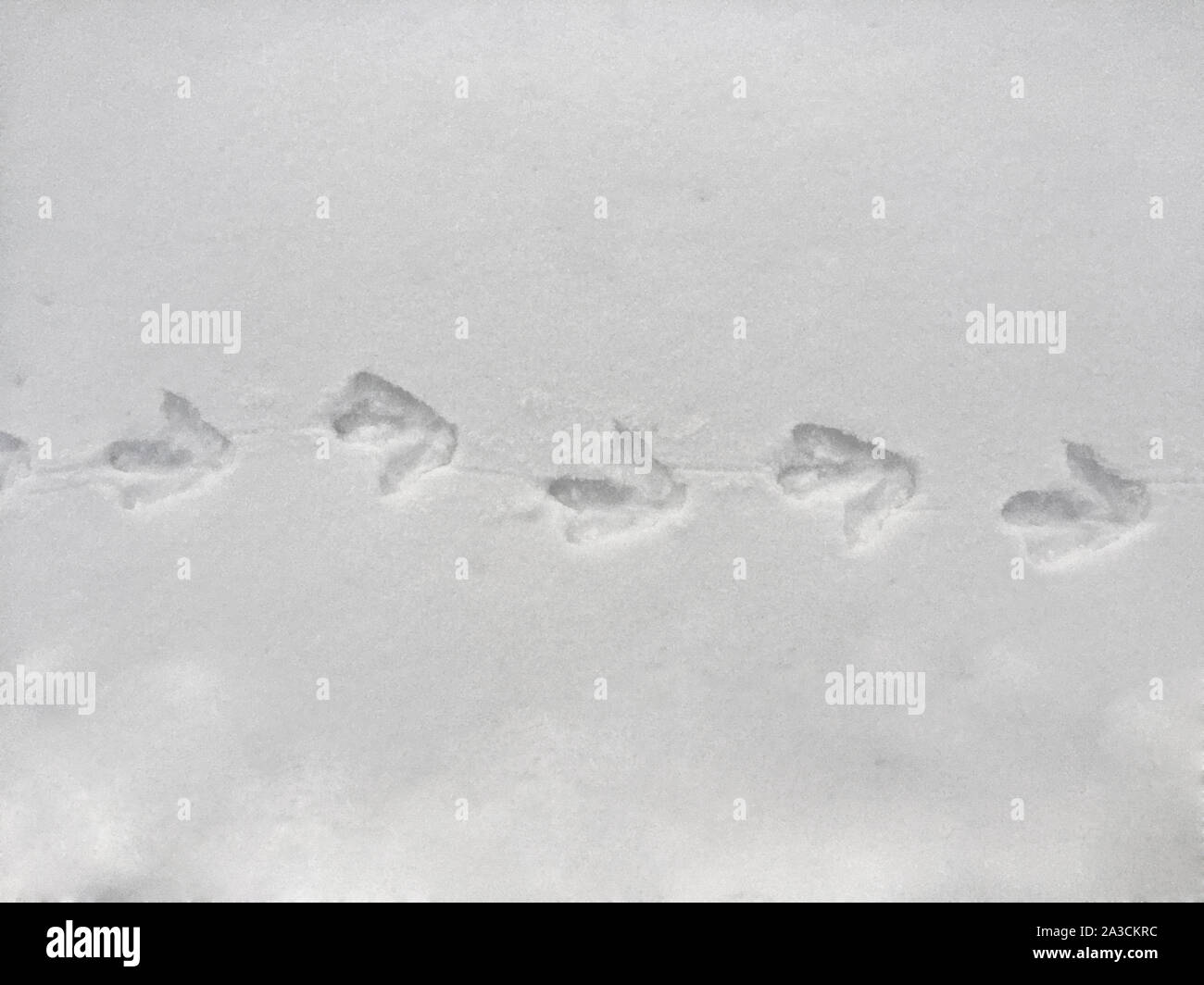 Trail of bird footprints in the snow hi-res stock photography and ...