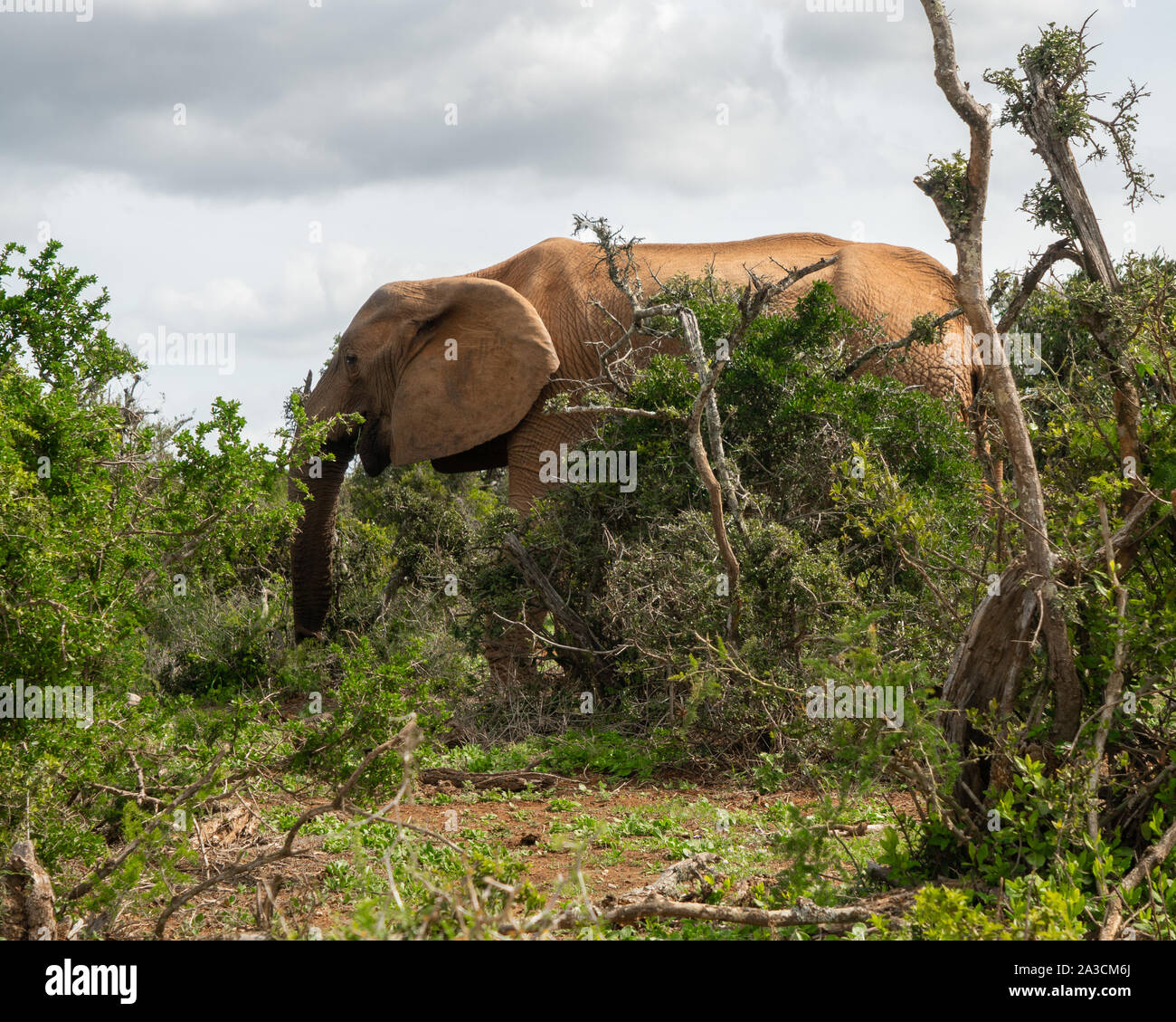 Elephant foraging through bush Stock Photo - Alamy