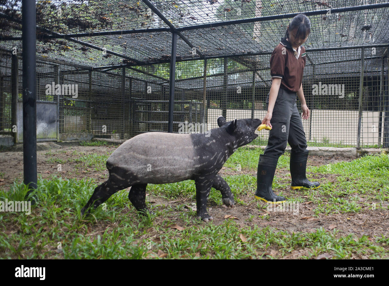 Singapore. 7th Oct, 2019. A young Malayan tapir moves in the back-of ...
