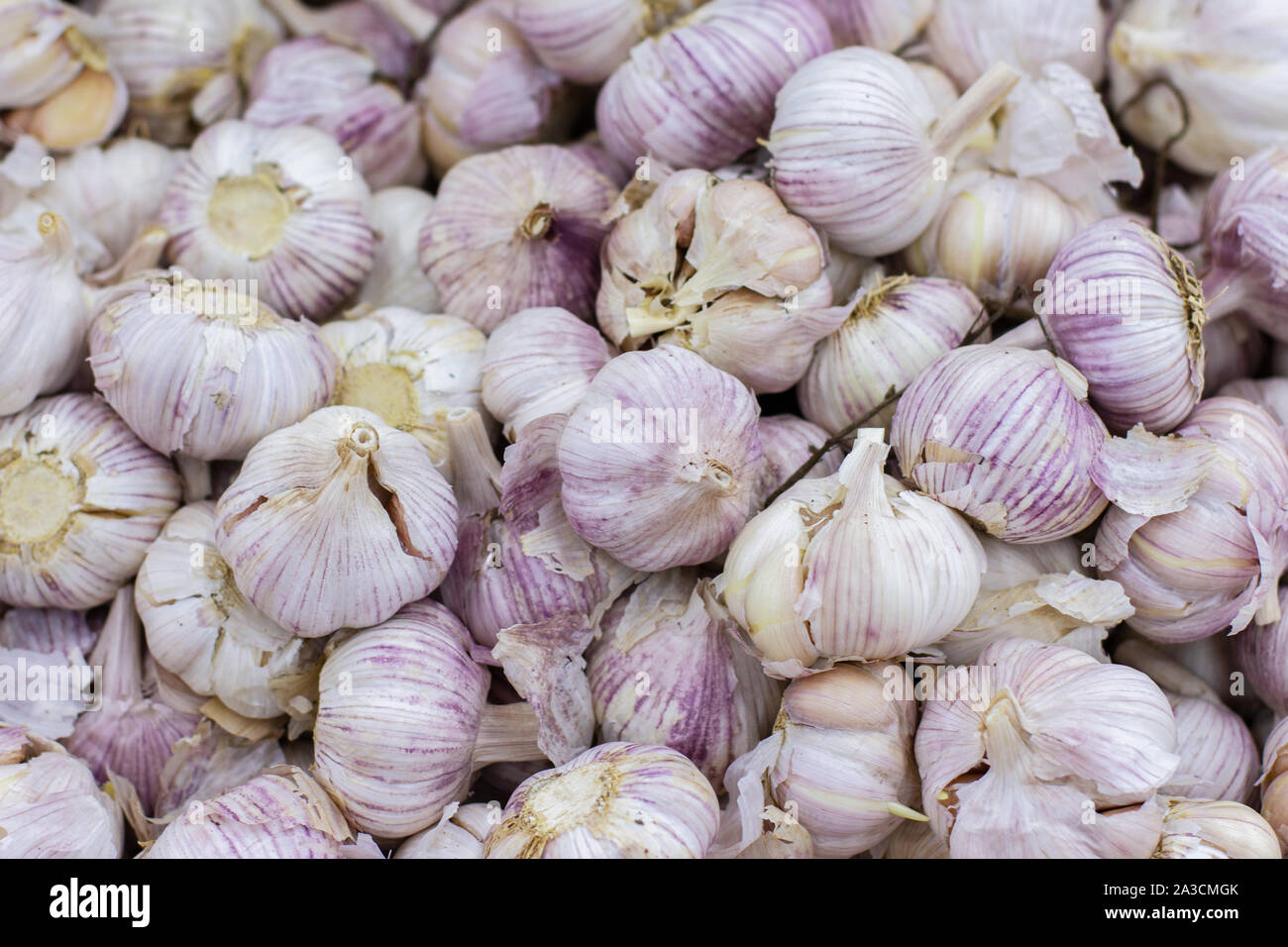 Ripe white garlic whole in a dry peel. Spicy spice fresh garlic ...