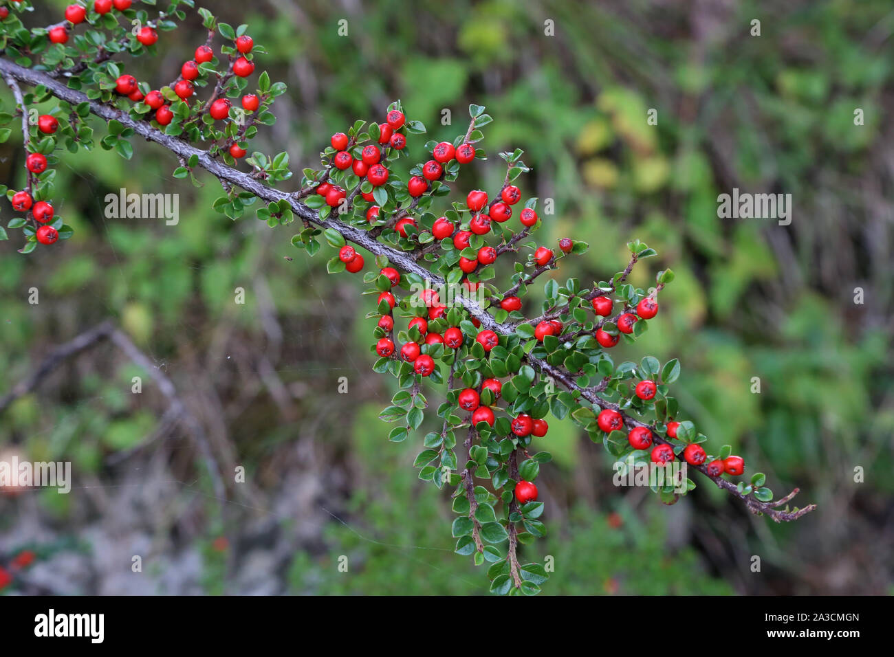 Beautiful red berries ripen on the branches Stock Photo - Alamy