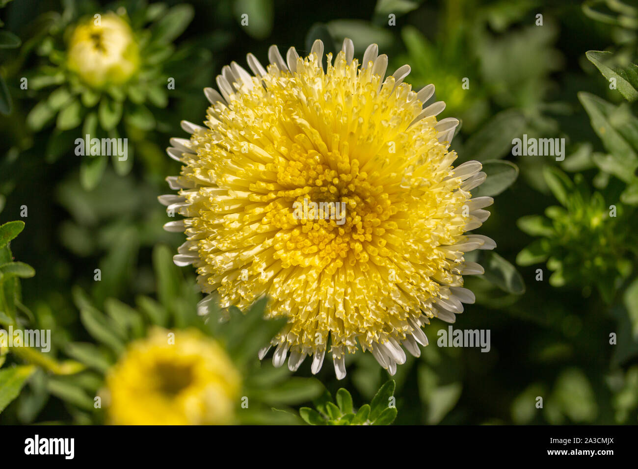 Yellow Callistephus flower, closeup top view. Autumn flower aster daisy ...