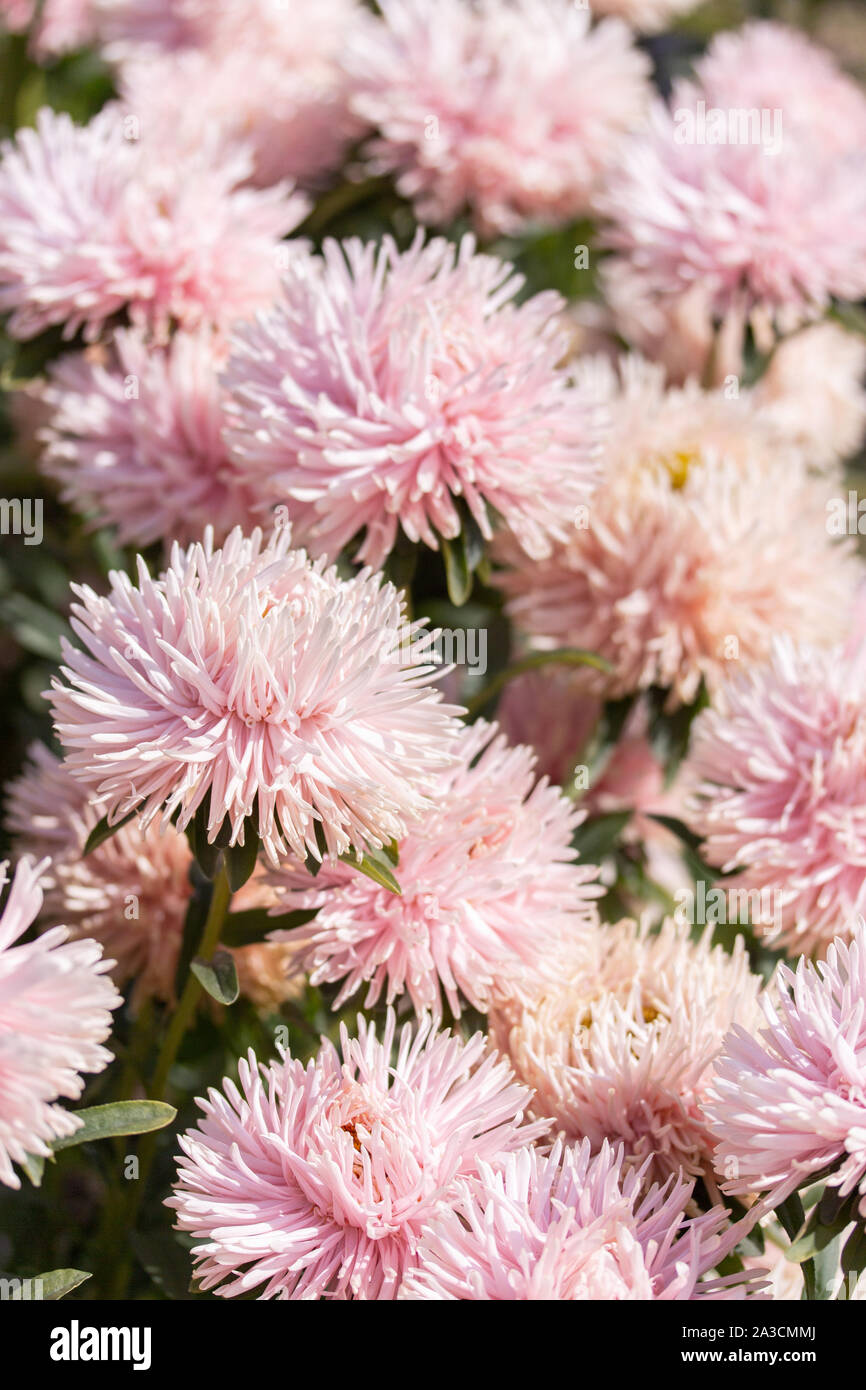 Pink Callistephus terry flower, closeup floral background vertical ...