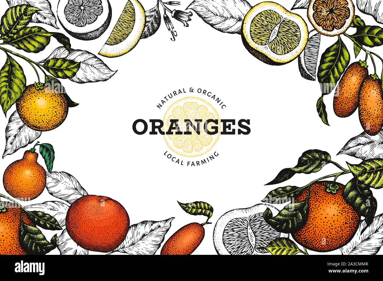 Citrus design template. Hand drawn vector colour fruit illustration ...