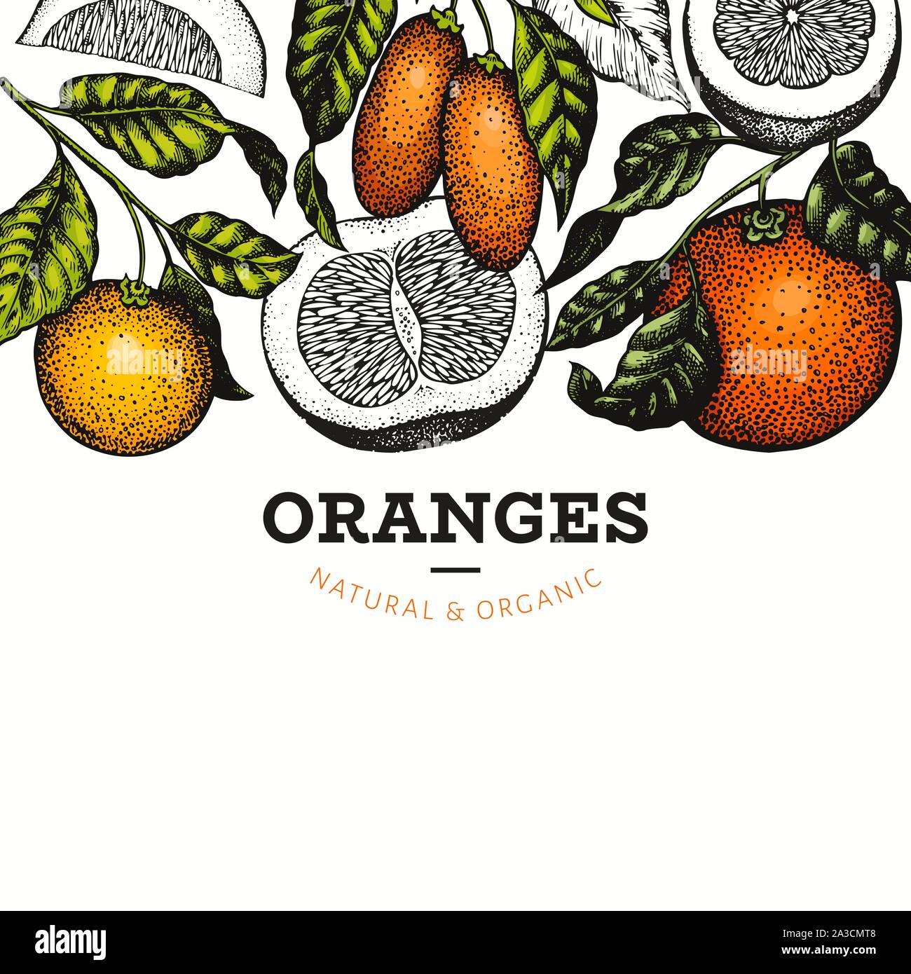 Citrus design template. Hand drawn vector colour fruit illustration ...