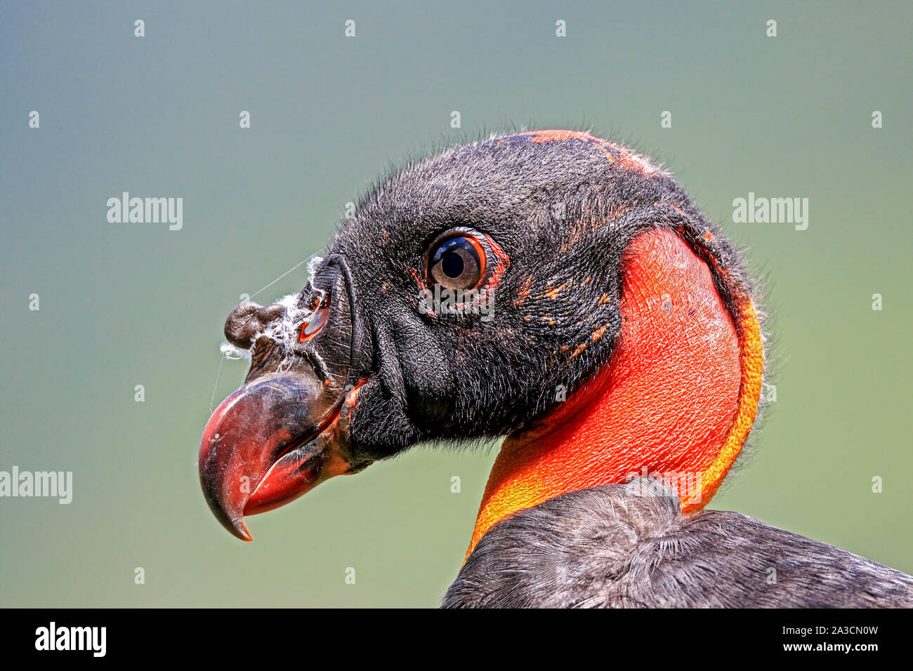 portrait of a king vulture, head isolated on soft green background ...