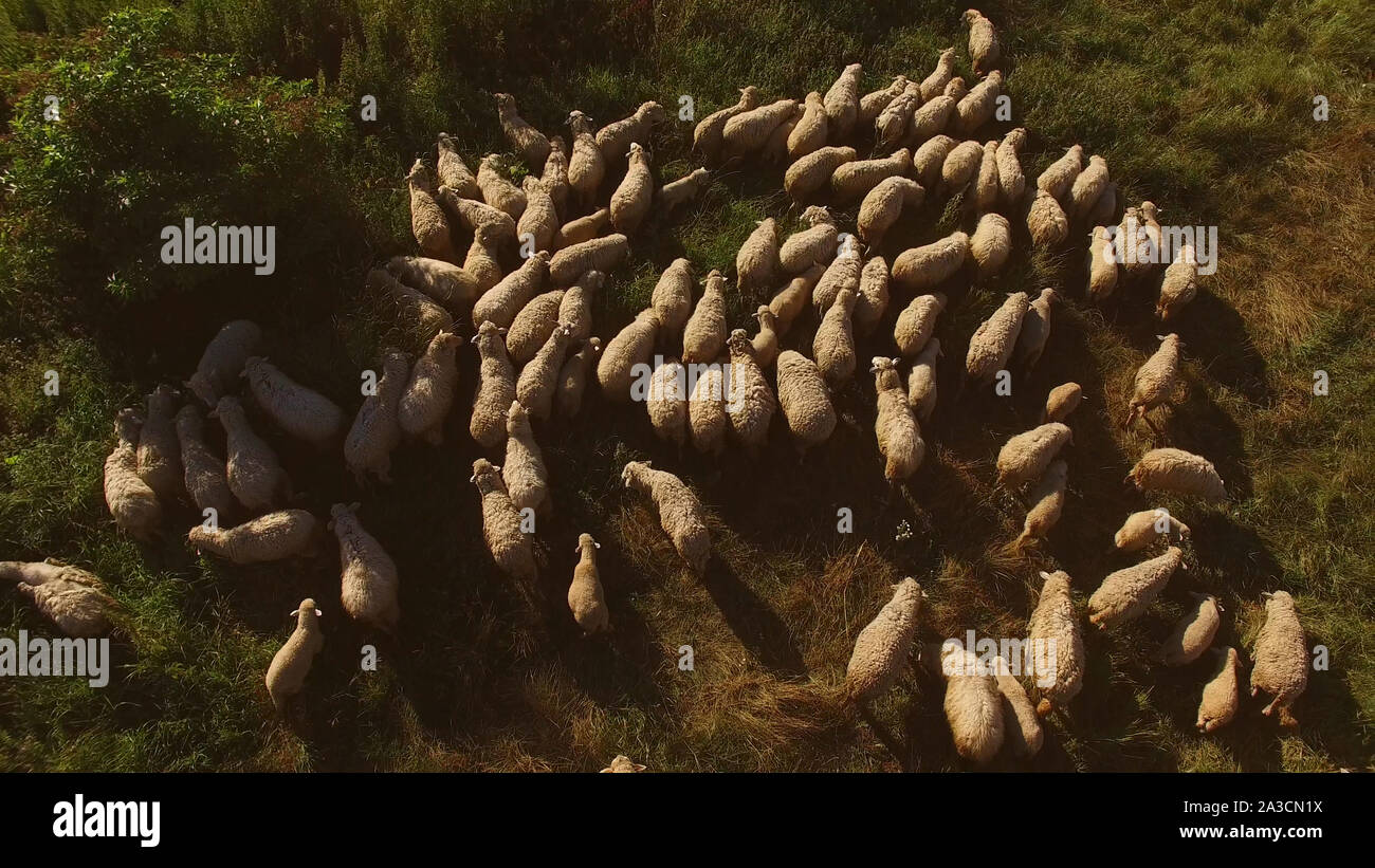 Shepherd lead flock sheep hi-res stock photography and images - Alamy