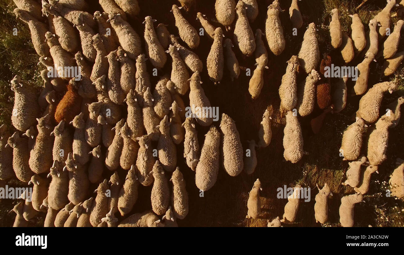 Top view of sheep Stock Photo - Alamy