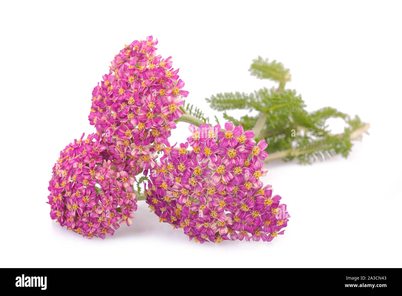 Red yarrow flowers isolated on white background Stock Photo - Alamy