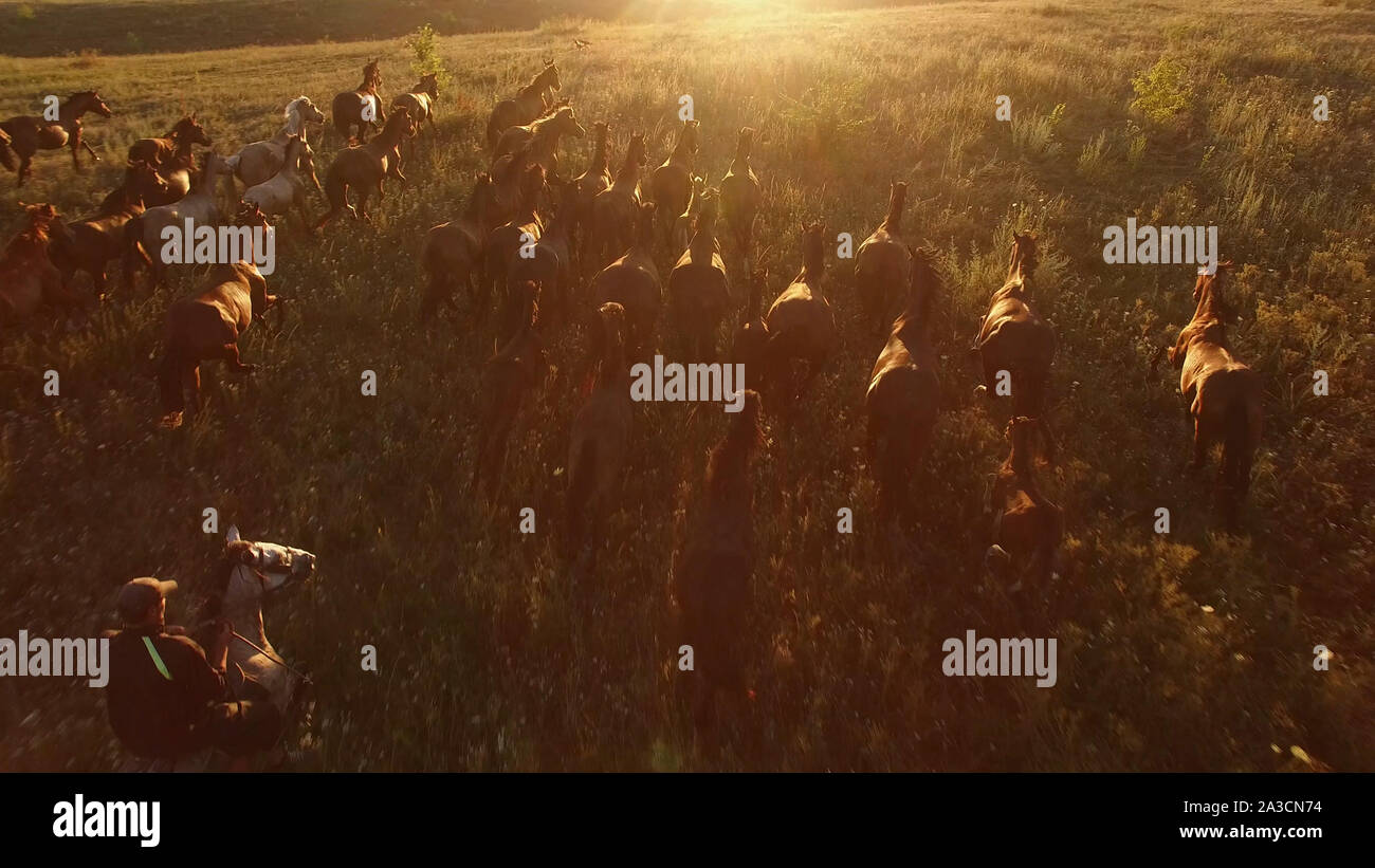 Horses are galloping Stock Photo - Alamy