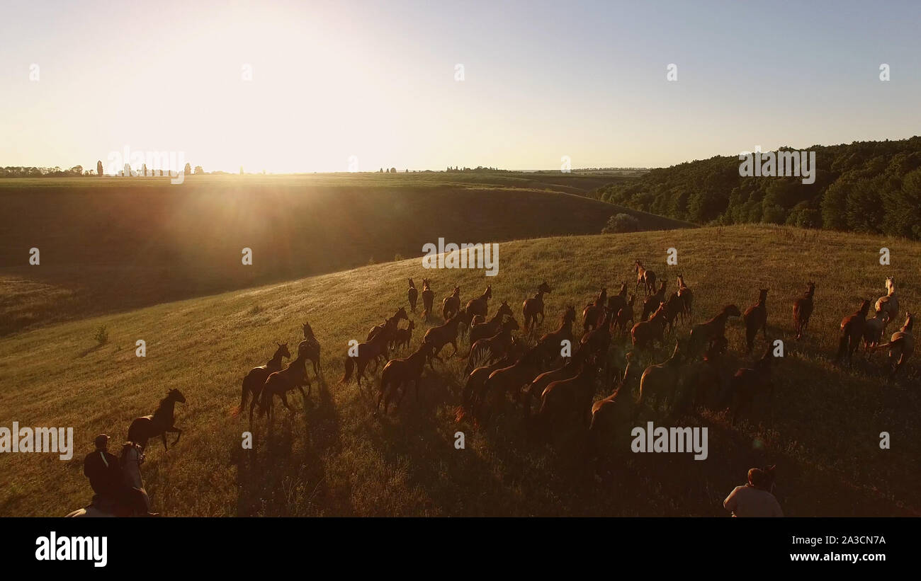 Horses run in slo mo hi-res stock photography and images - Alamy