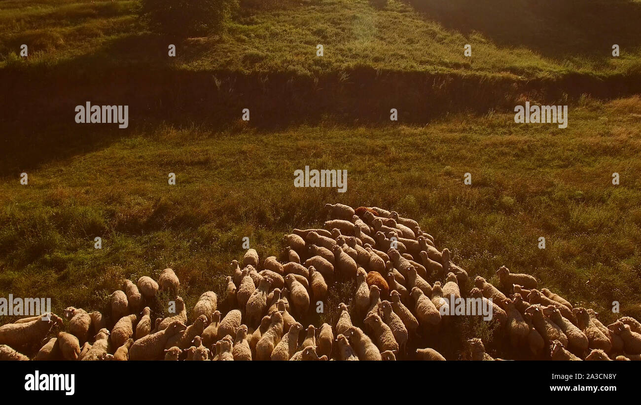 Large group of sheep Stock Photo - Alamy