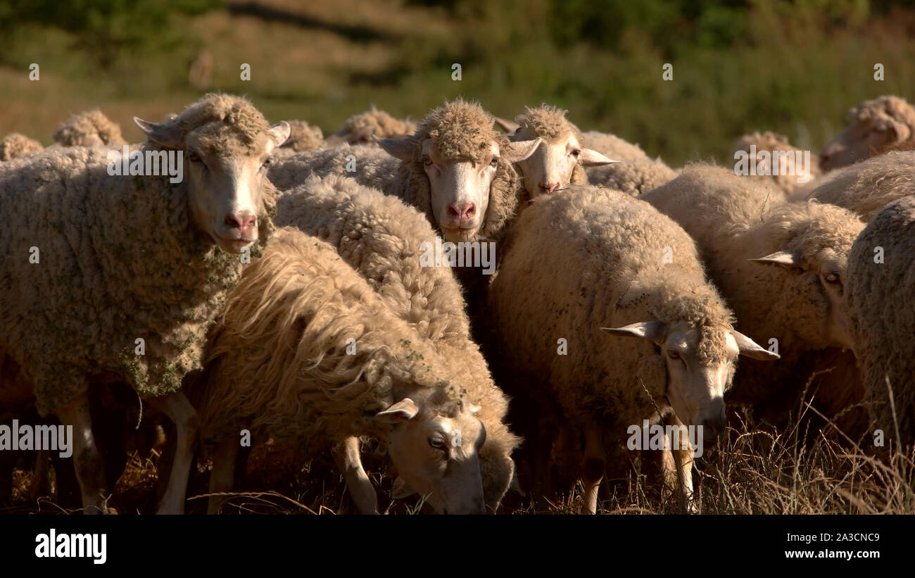 Shepherd lead flock sheep hi-res stock photography and images - Alamy