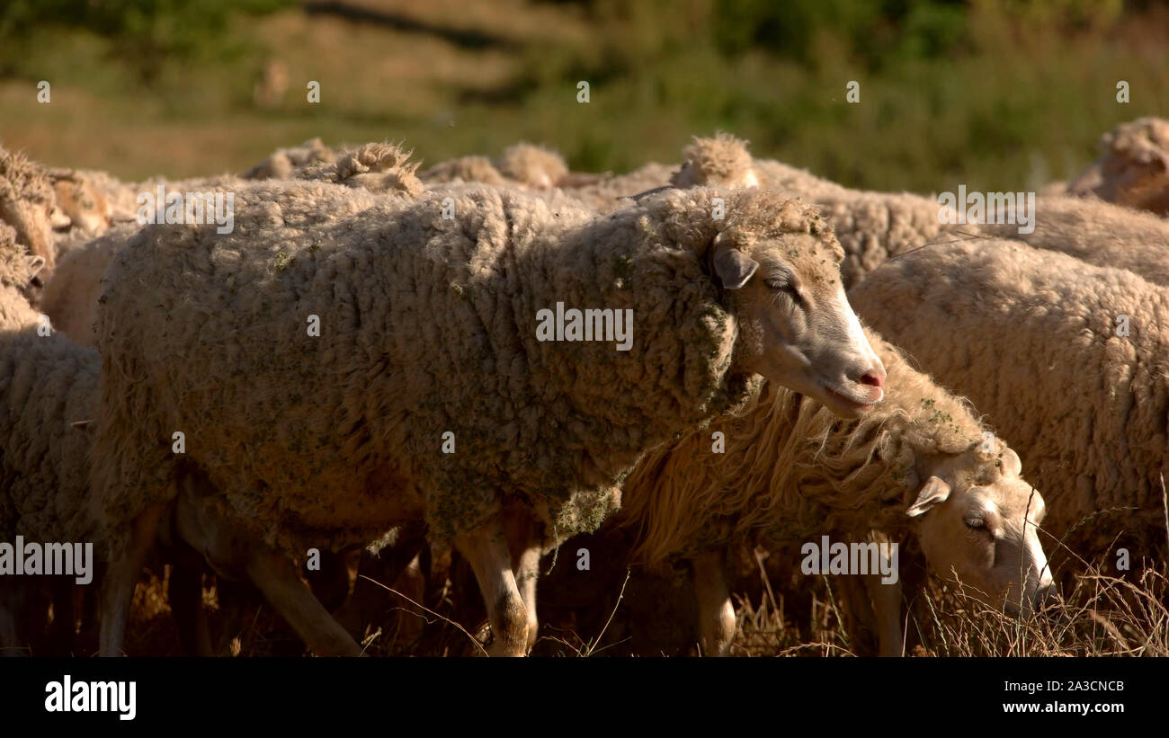 Shepherd lead flock sheep hi-res stock photography and images - Alamy