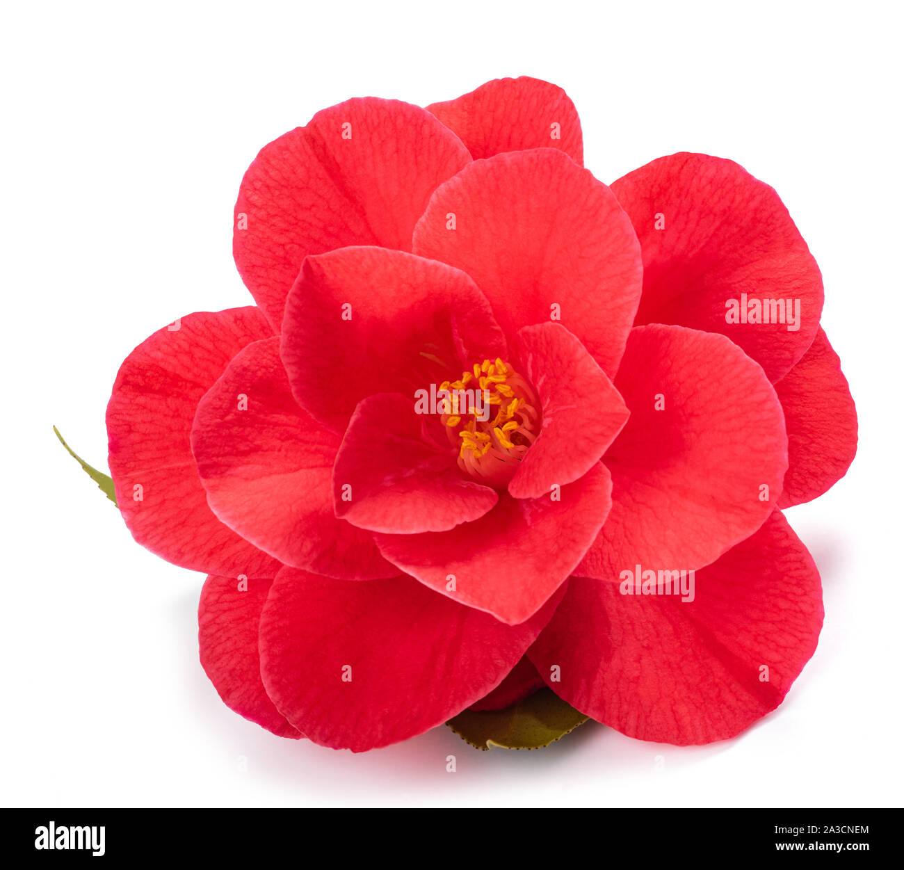 Red camellia flower hi-res stock photography and images - Alamy