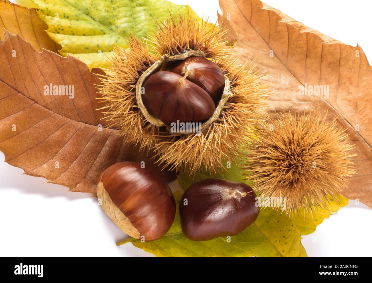 Fresh sweet chestnuts with shells isolated on white Stock Photo - Alamy