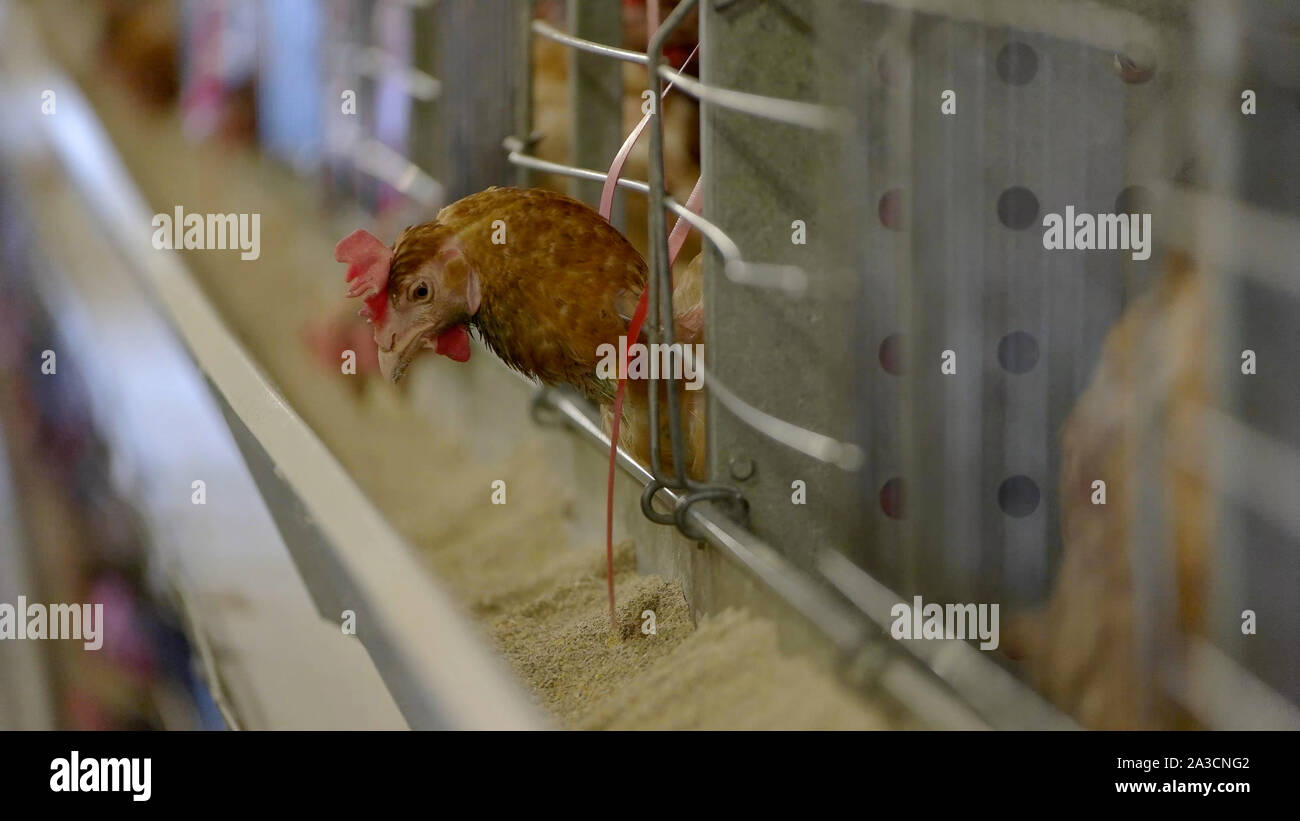Hen inside a cage Stock Photo - Alamy