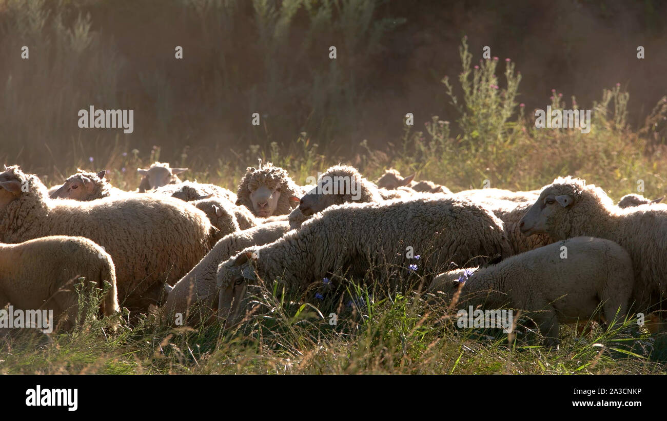 Group of sheep eats grass Stock Photo - Alamy