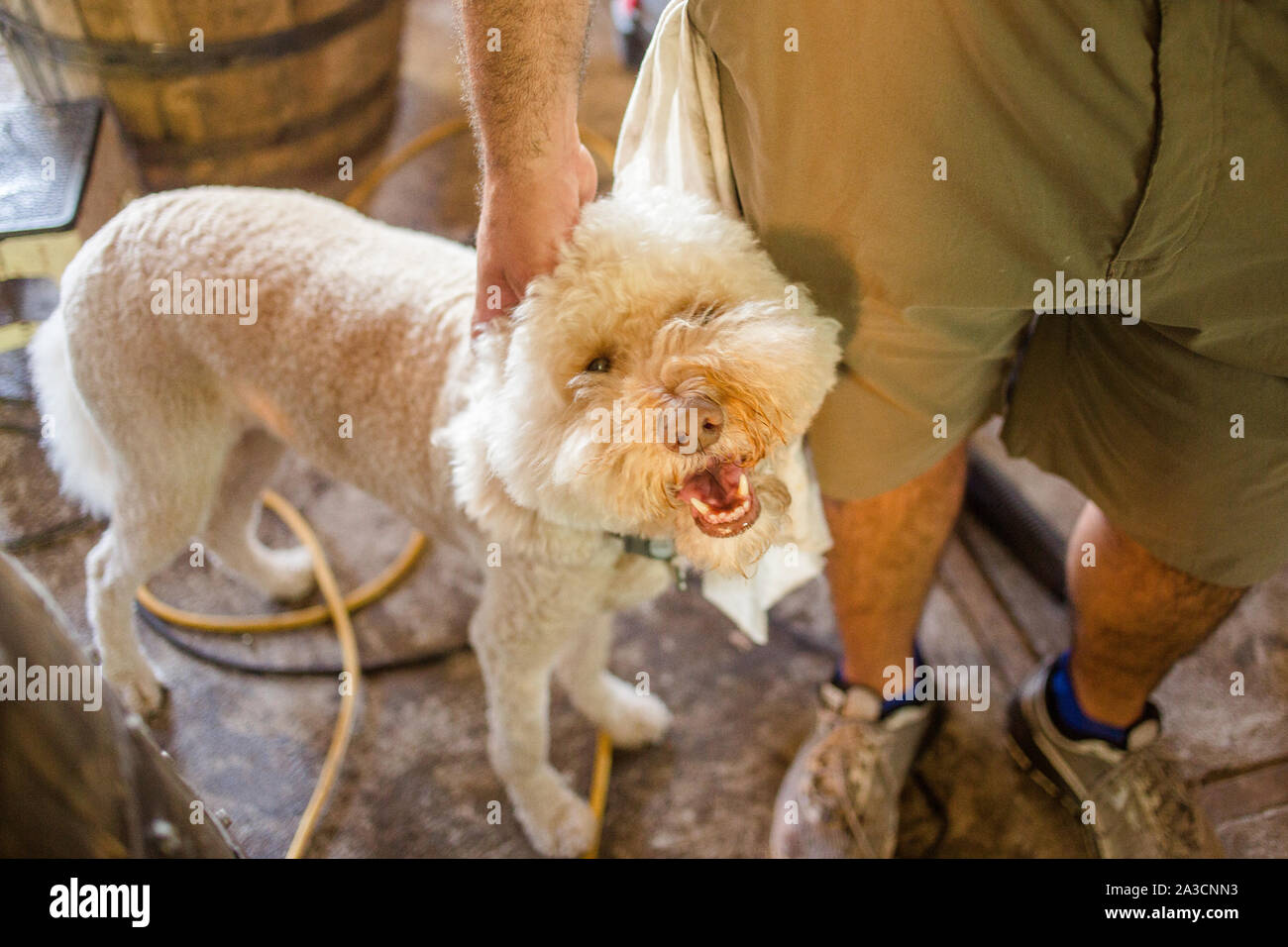 Top down view of friendly, smiling dog leaning against owner's leg ...