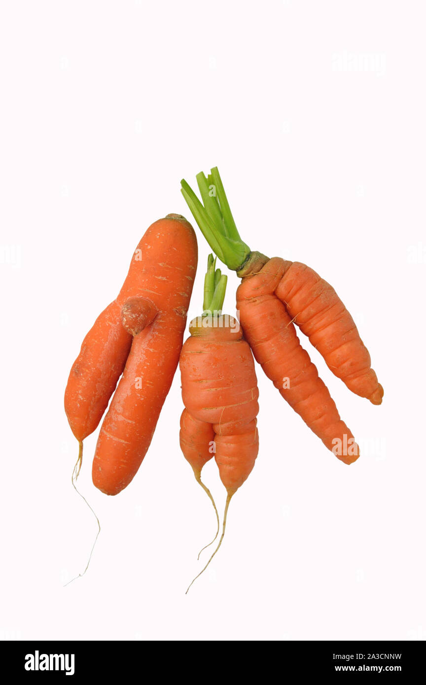 Deformed carrots isolated on white Stock Photo - Alamy