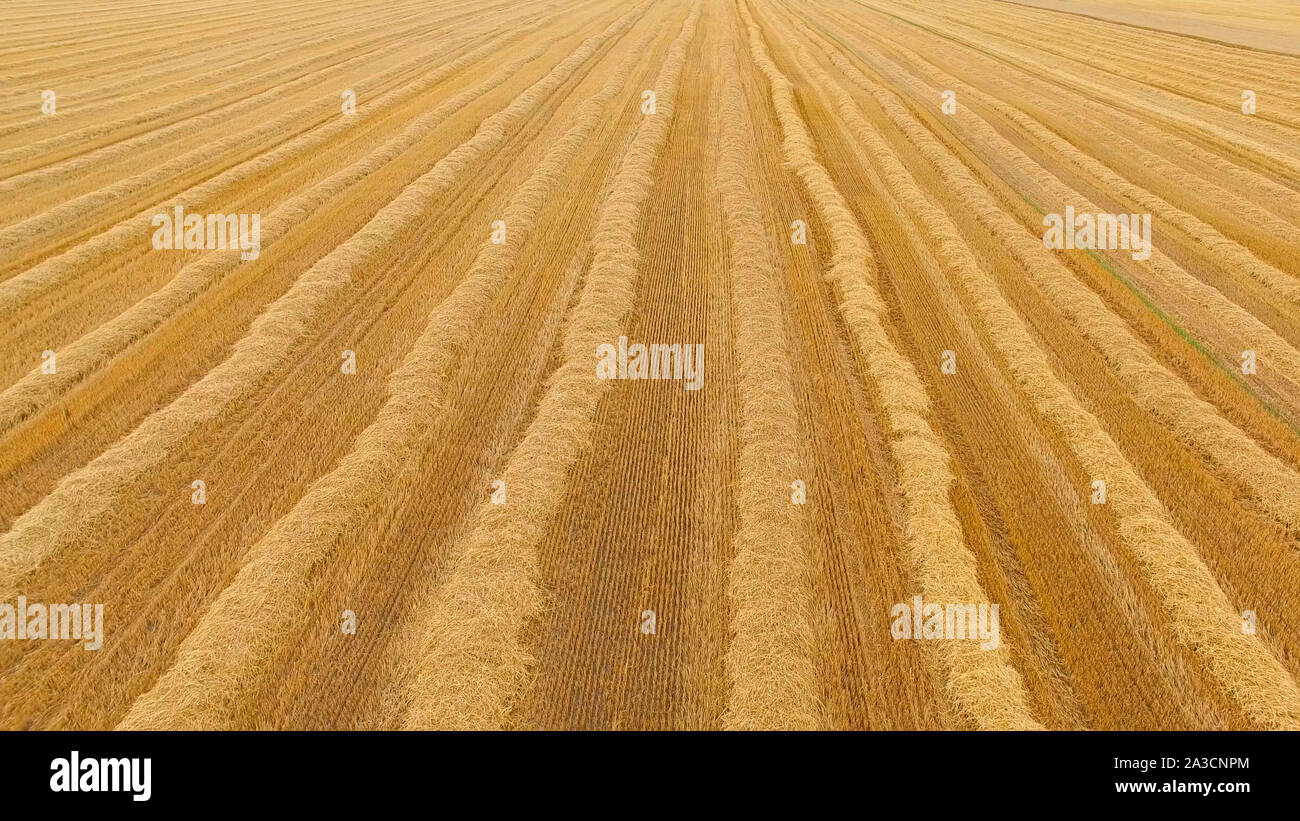 Rows of hay. Soil is very fertile Stock Photo - Alamy