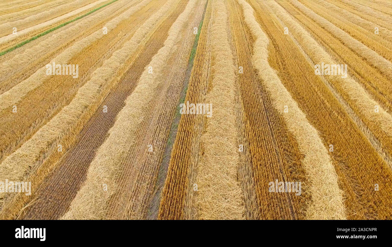 Aerial view of yellow field Stock Photo - Alamy