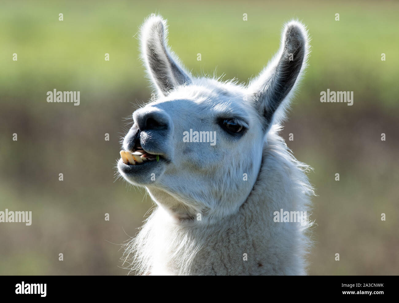 The teeth of animals hi-res stock photography and images - Alamy