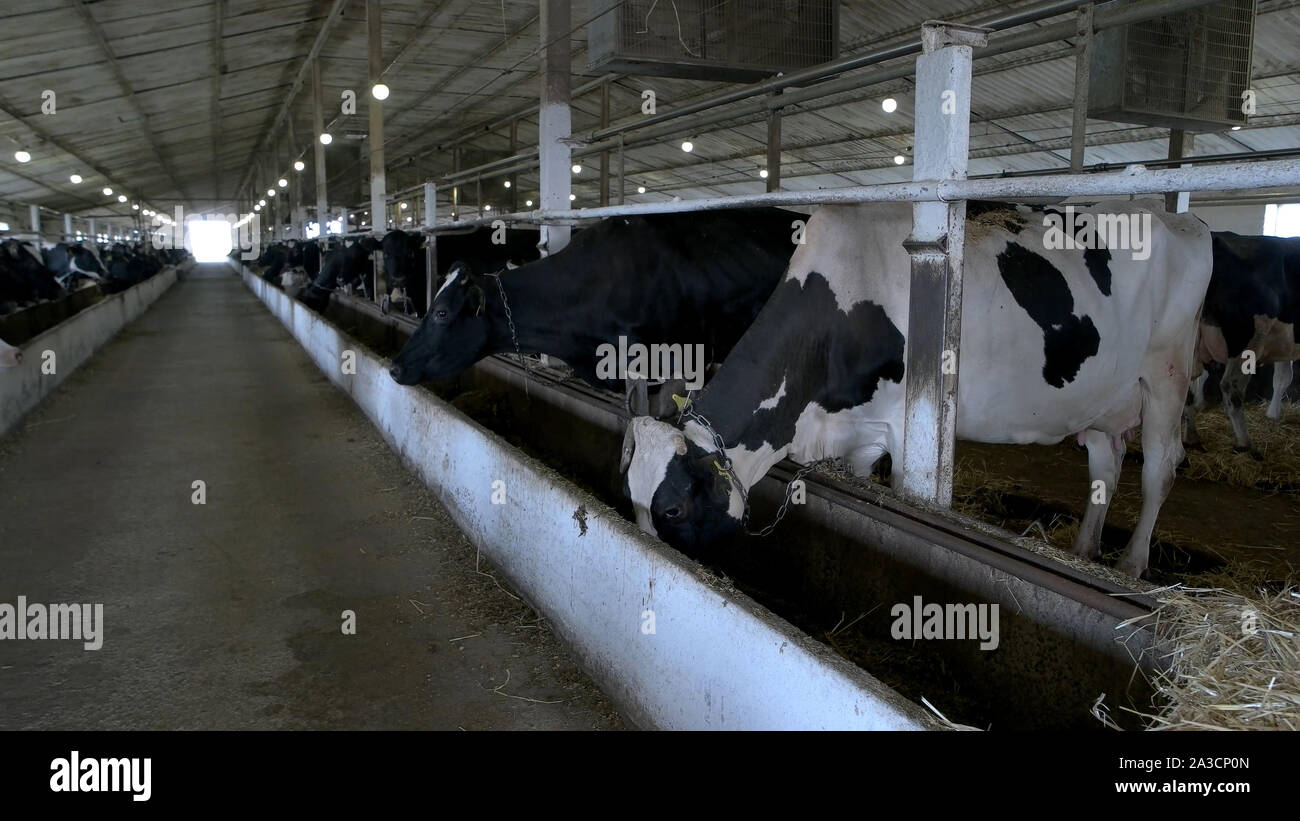 Care of herd hi-res stock photography and images - Alamy