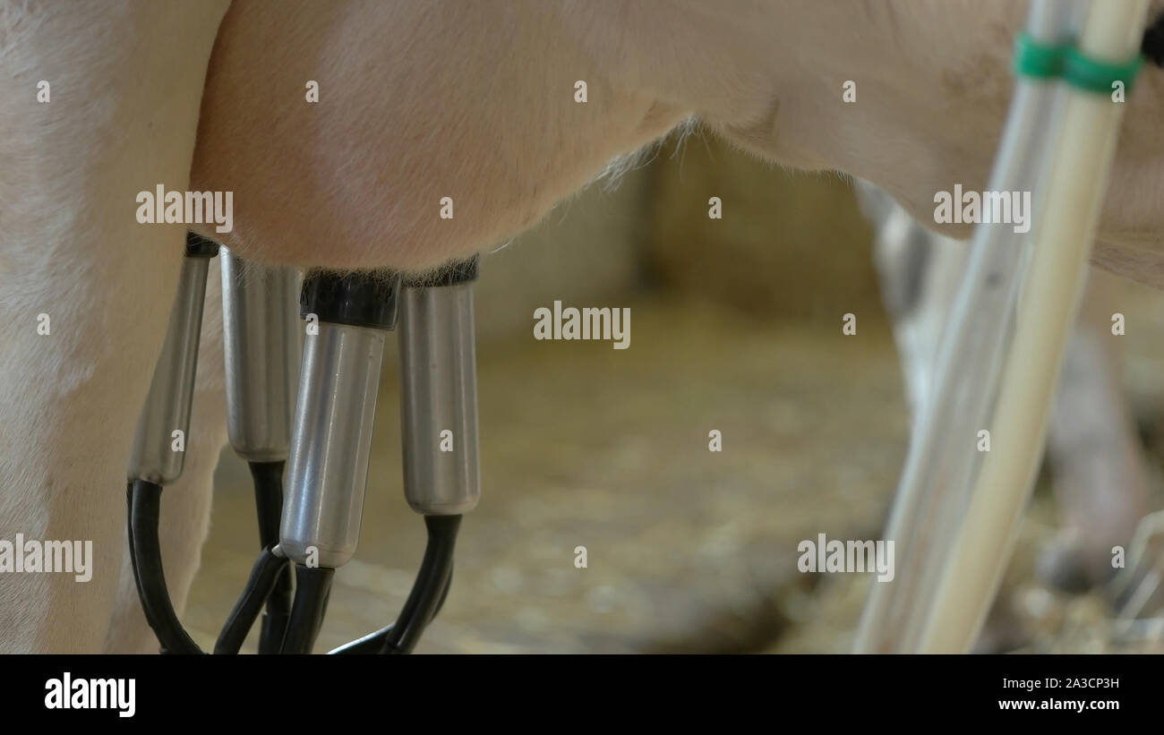Hand detaches milking machine. Udder of white cow. Portion of fresh ...