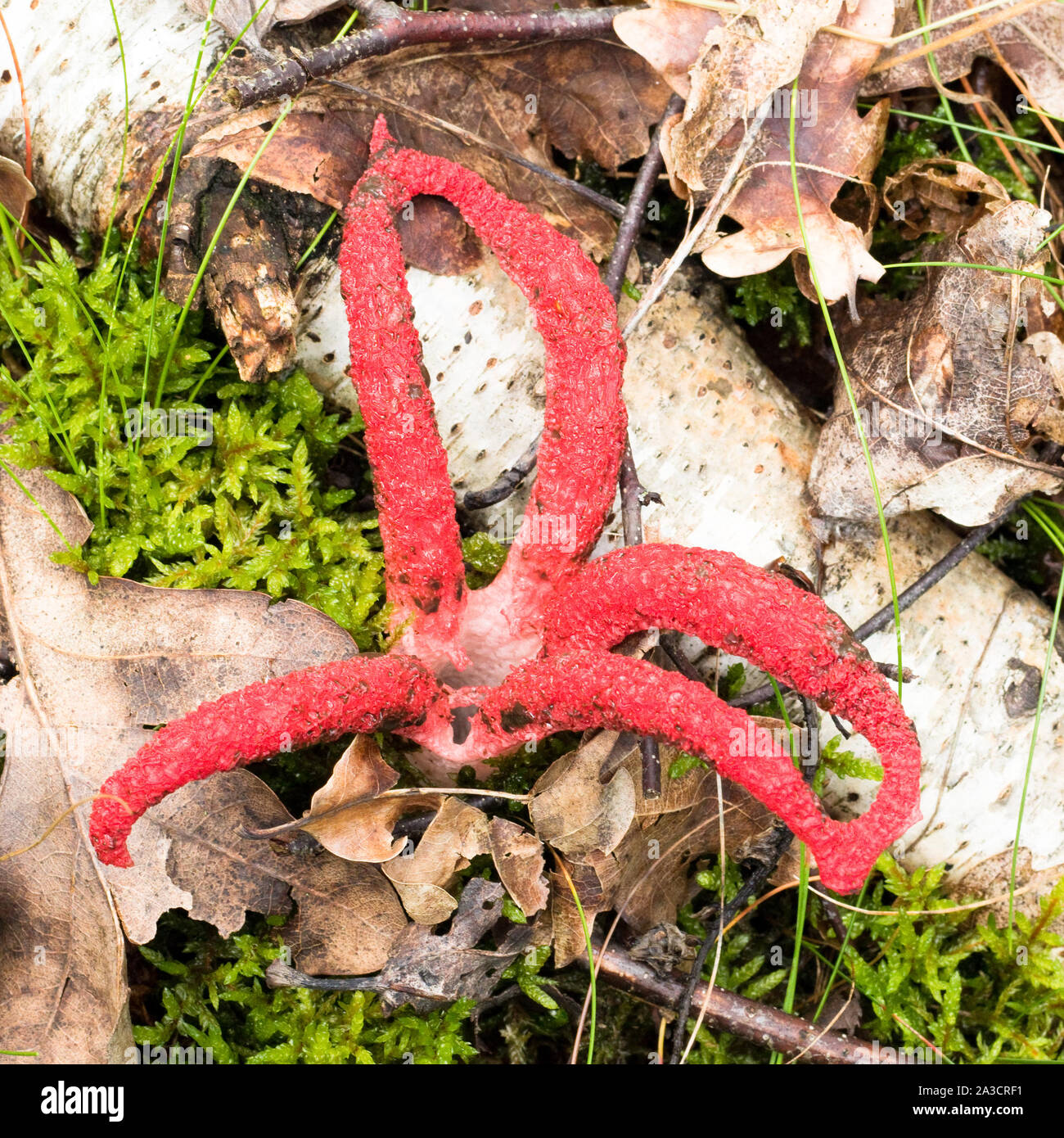 Strange mushroom with three red arms Stock Photo - Alamy