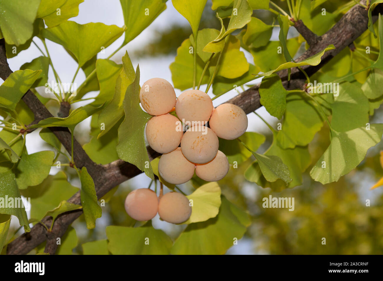 Ginkgo biloba, commonly known as ginkgo or gingko, also known as the ...