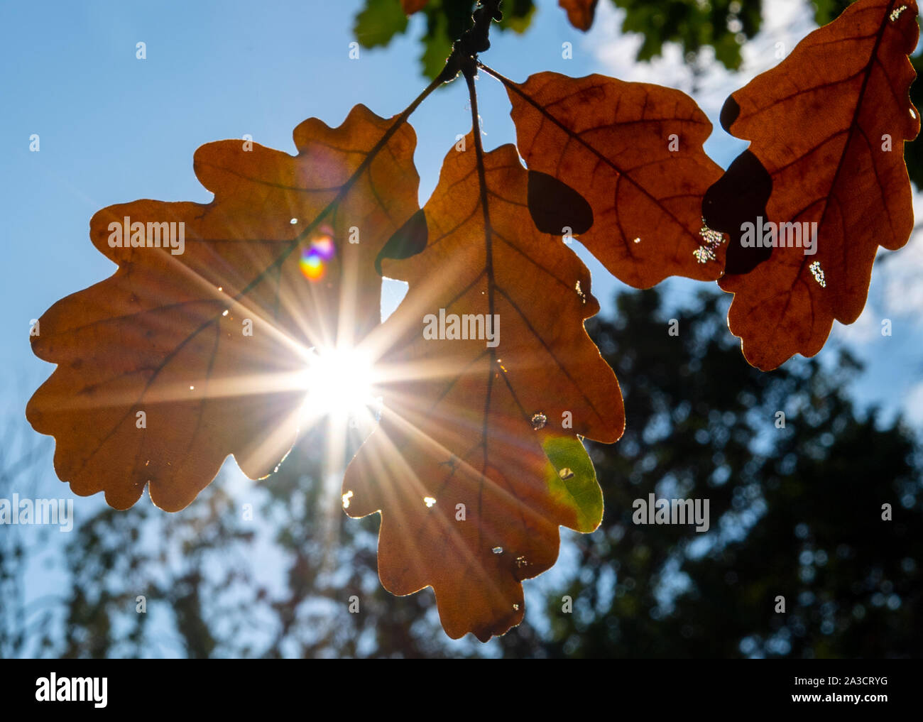 Oak tree through seasons hi-res stock photography and images - Alamy