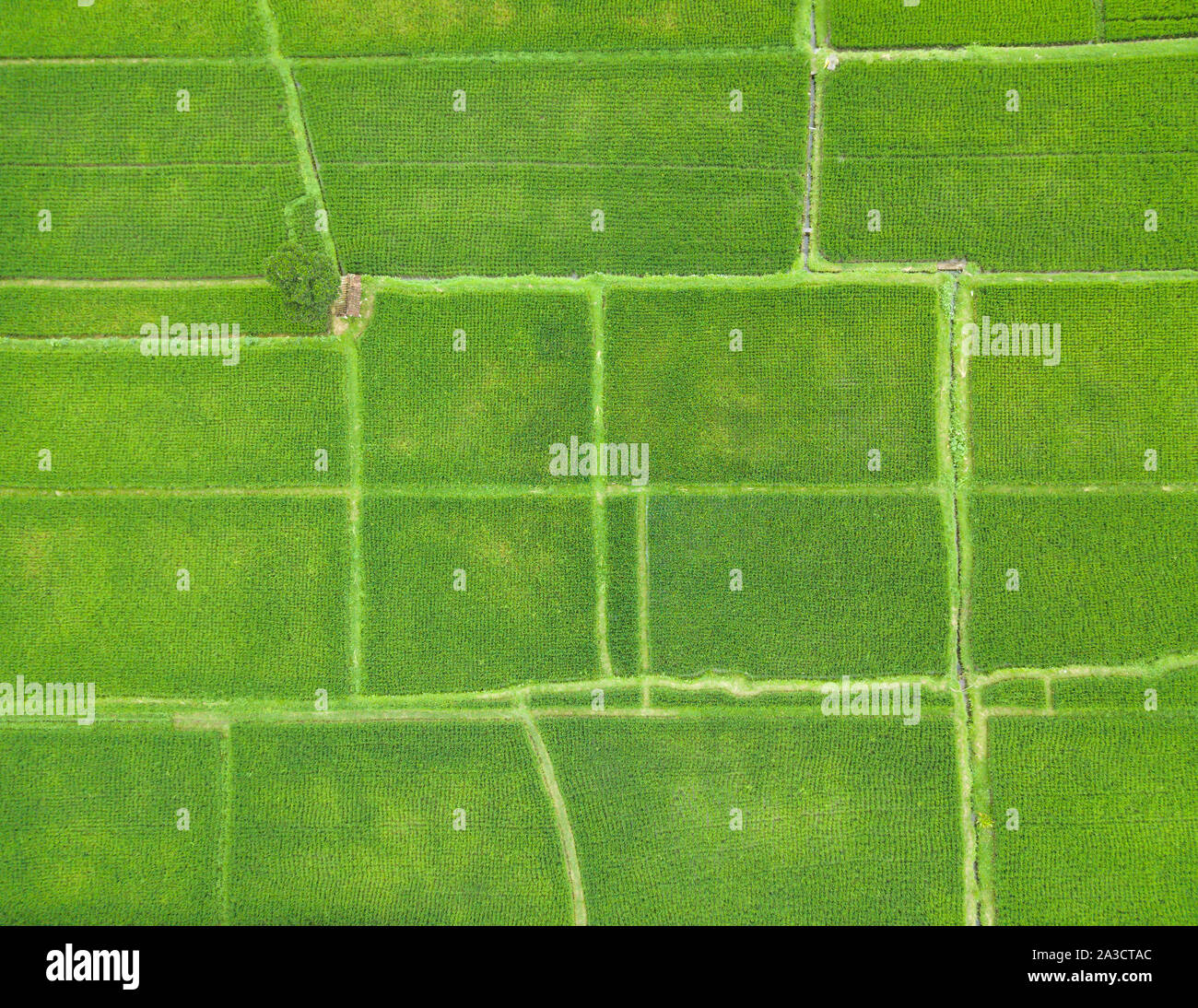 Top down aerial view of rice paddy fields Stock Photo - Alamy
